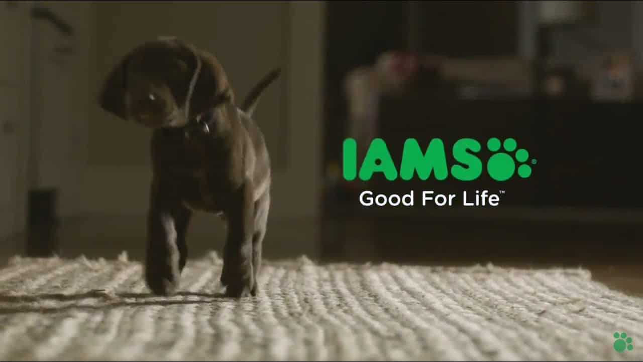 New DDB New York campaign for IAMS tries to recapture the success of ...