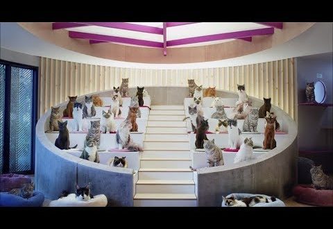 AMV BBDO opens Kat Institute for Whiskas - More About Advertising