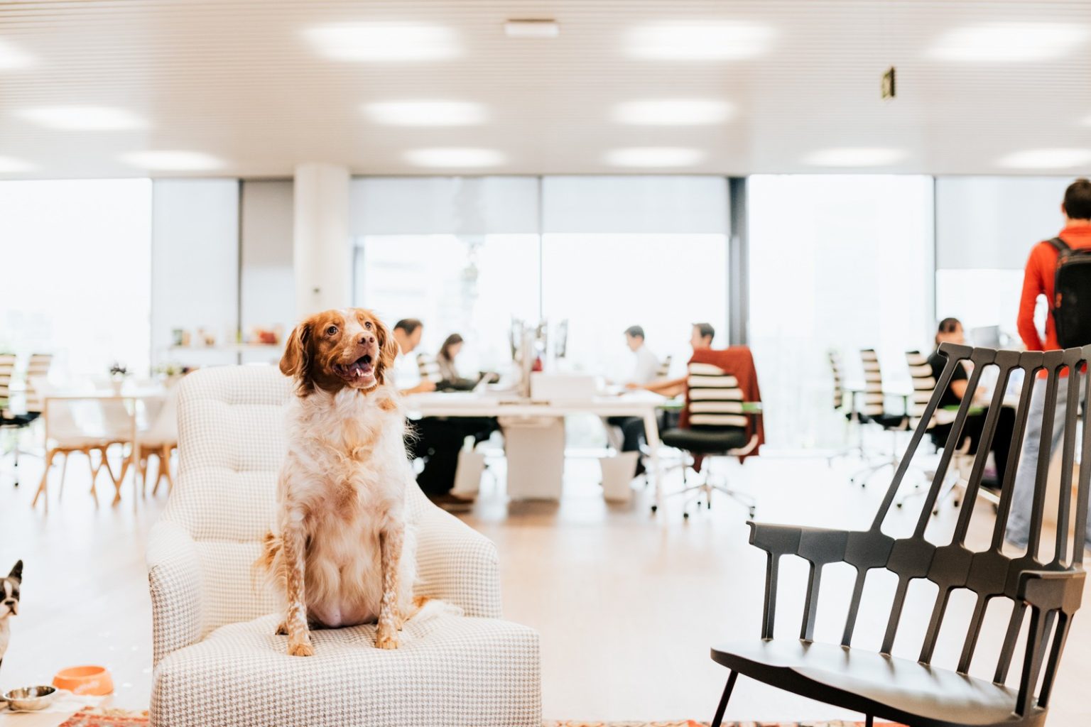 Indie agency Dude wins Affinity Petcare in three-way pitch - More About ...